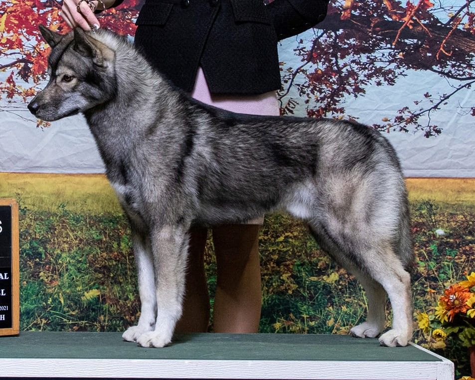 Siberian Husky - The Breed Archive