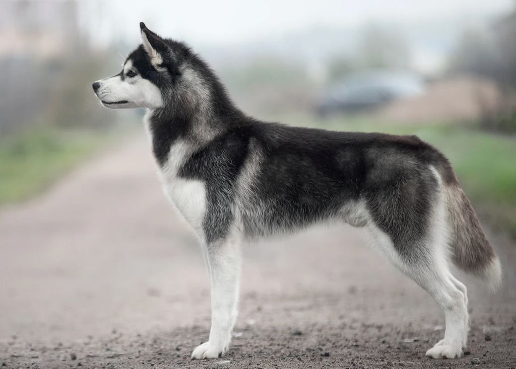 Siberian Husky - The Breed Archive