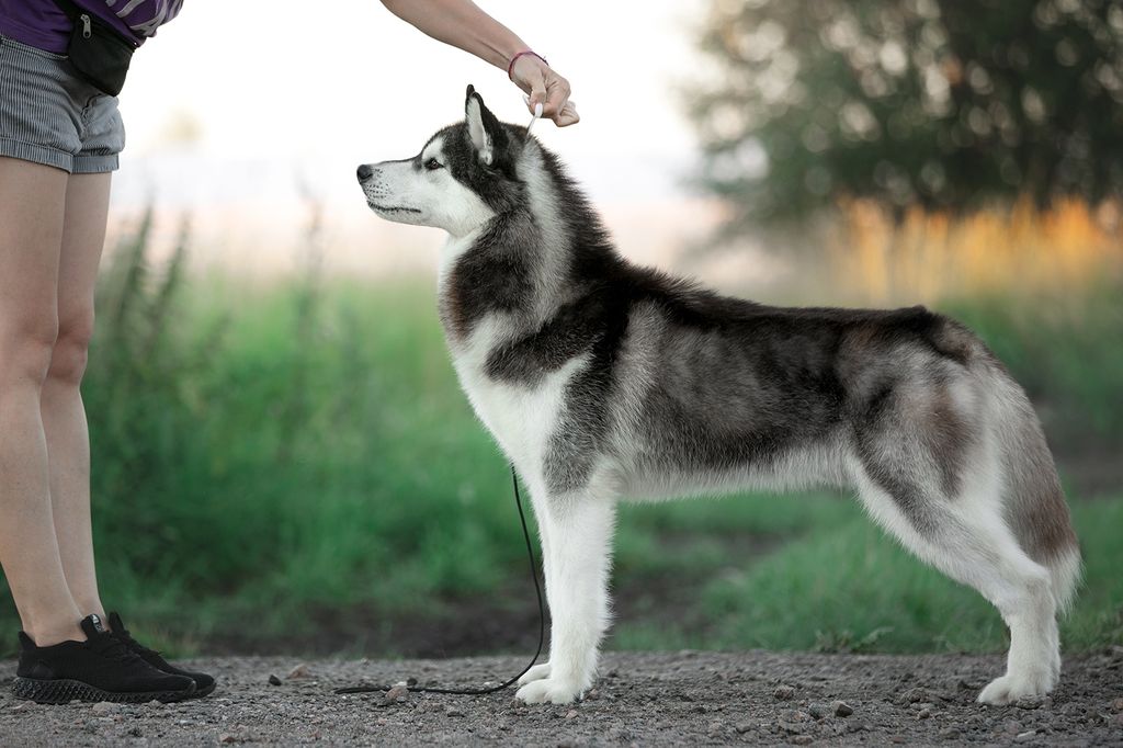 Siberian Husky - The Breed Archive