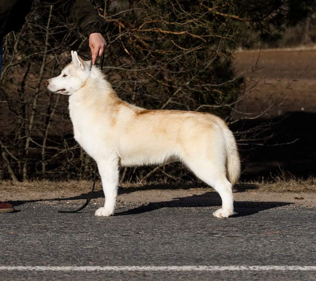 Siberian Husky - The Breed Archive