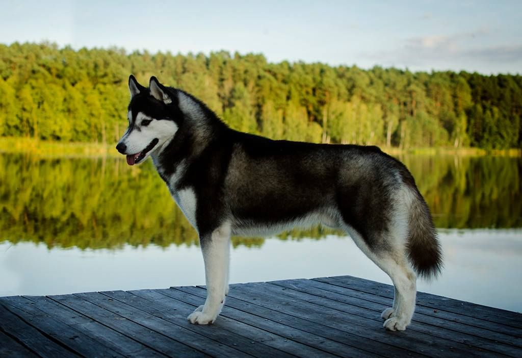 Siberian Husky - The Breed Archive