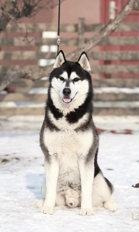 Siberian Husky - The Breed Archive