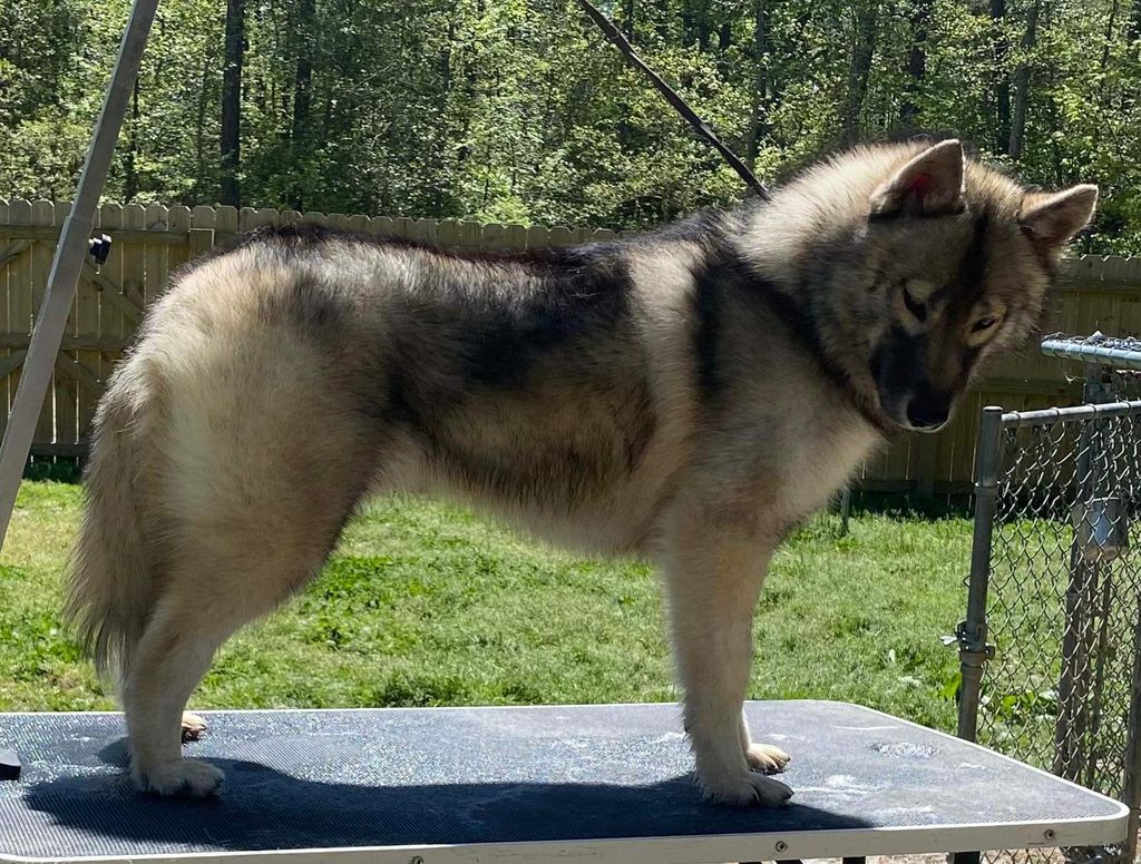 Siberian Husky - The Breed Archive