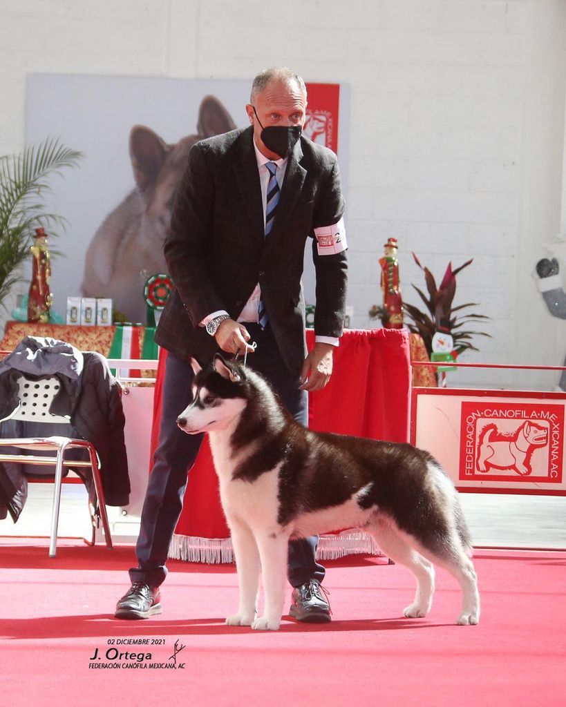 Siberian Husky - The Breed Archive