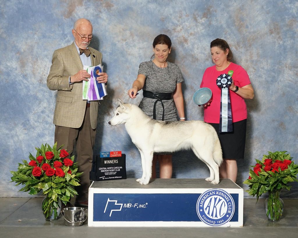 Siberian Husky - The Breed Archive