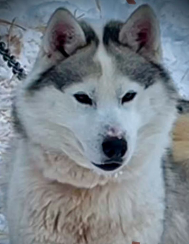 Siberian Husky - The Breed Archive